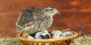 Vente Des Oeufs, Chaire De Caille Et Des Cailleteaux in Guediawaye ...