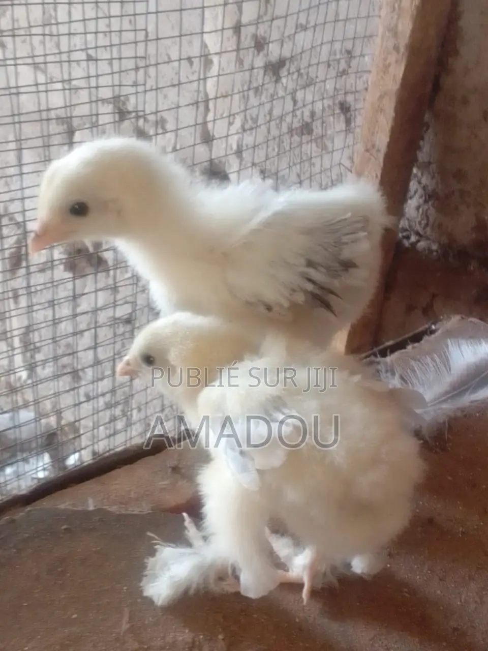 Poussin Brahman Hermine Standard in Thiaroye - Oiseaux, Amadou Seck ...