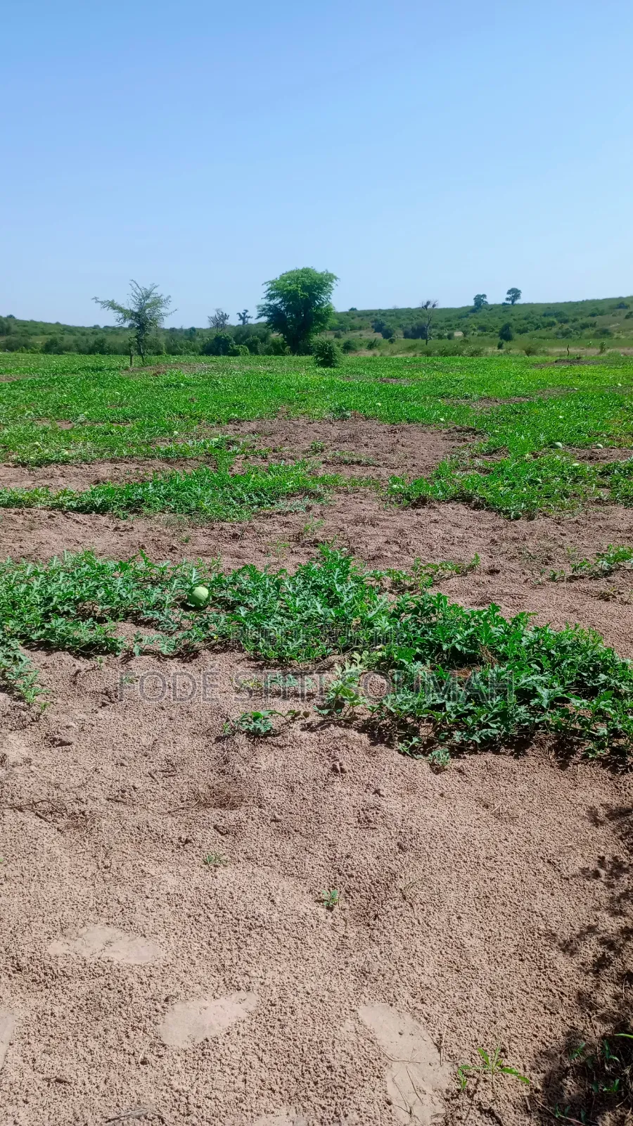 Hectares a Cédé à vendre - Fodé Stiti Soumah Prix : CFA 60,000,000 sur ...